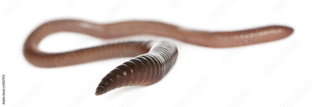 Earthworm, Lumbricus terrestris, in front of white background Stock ...