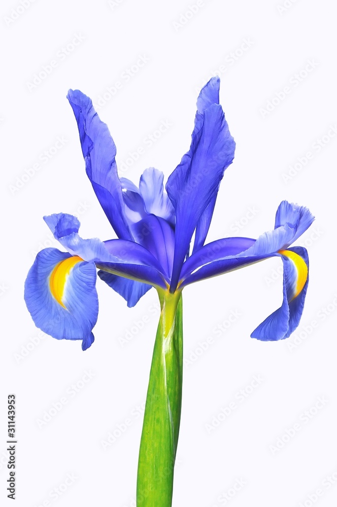 Lirio azul, Iris xiphioides. foto de Stock | Adobe Stock