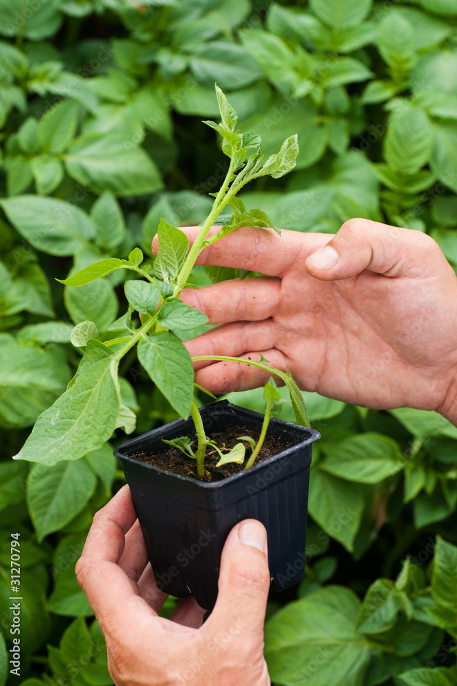 Potato Plant from Tissue Culture Stock Photo | Adobe Stock