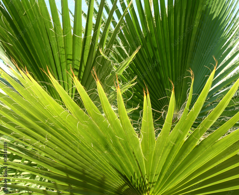 Hojas de Palmera, Hojas de Palma. Stock Photo | Adobe Stock