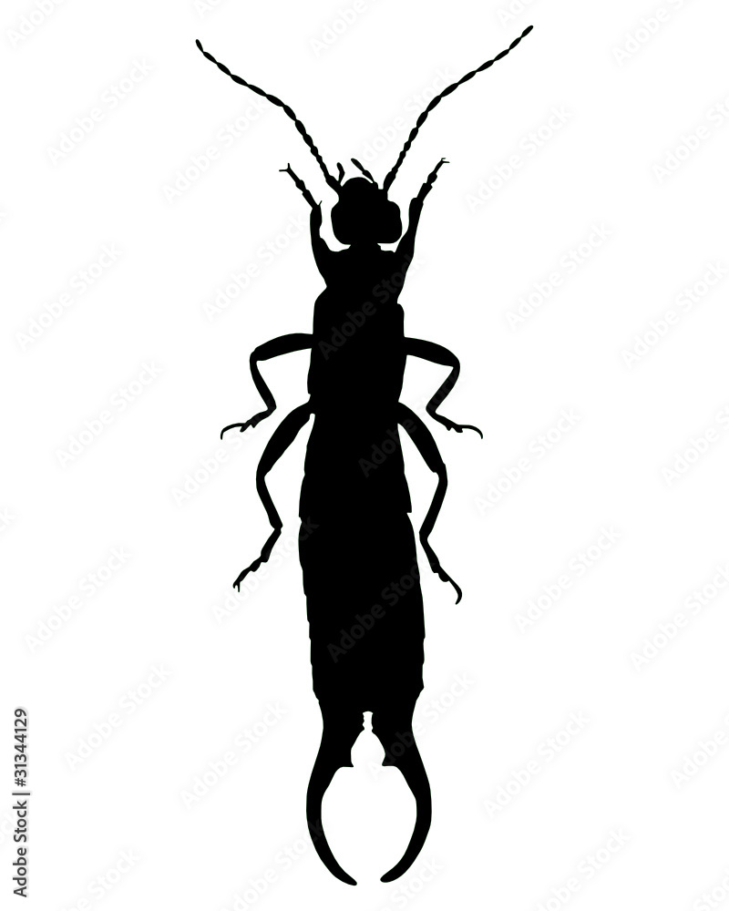 Ohrwurm Silhouette Stock Vector | Adobe Stock