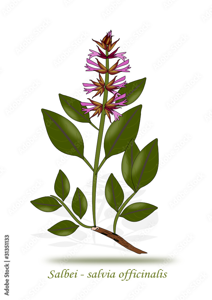 Salbei Illustration Stock Vector | Adobe Stock