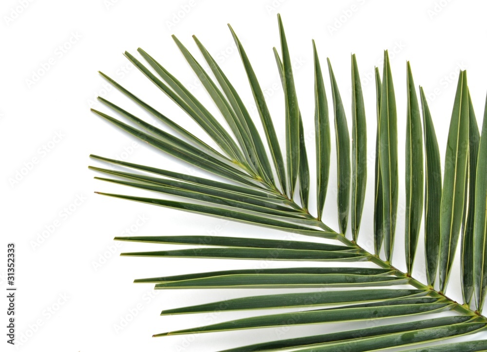 Hoja de palmera Stock Photo | Adobe Stock