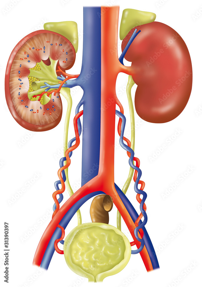 Harnwege Stock-Illustration | Adobe Stock