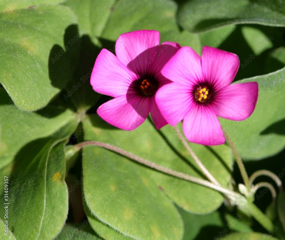 fleurs de trèfle rose Stock Photo | Adobe Stock