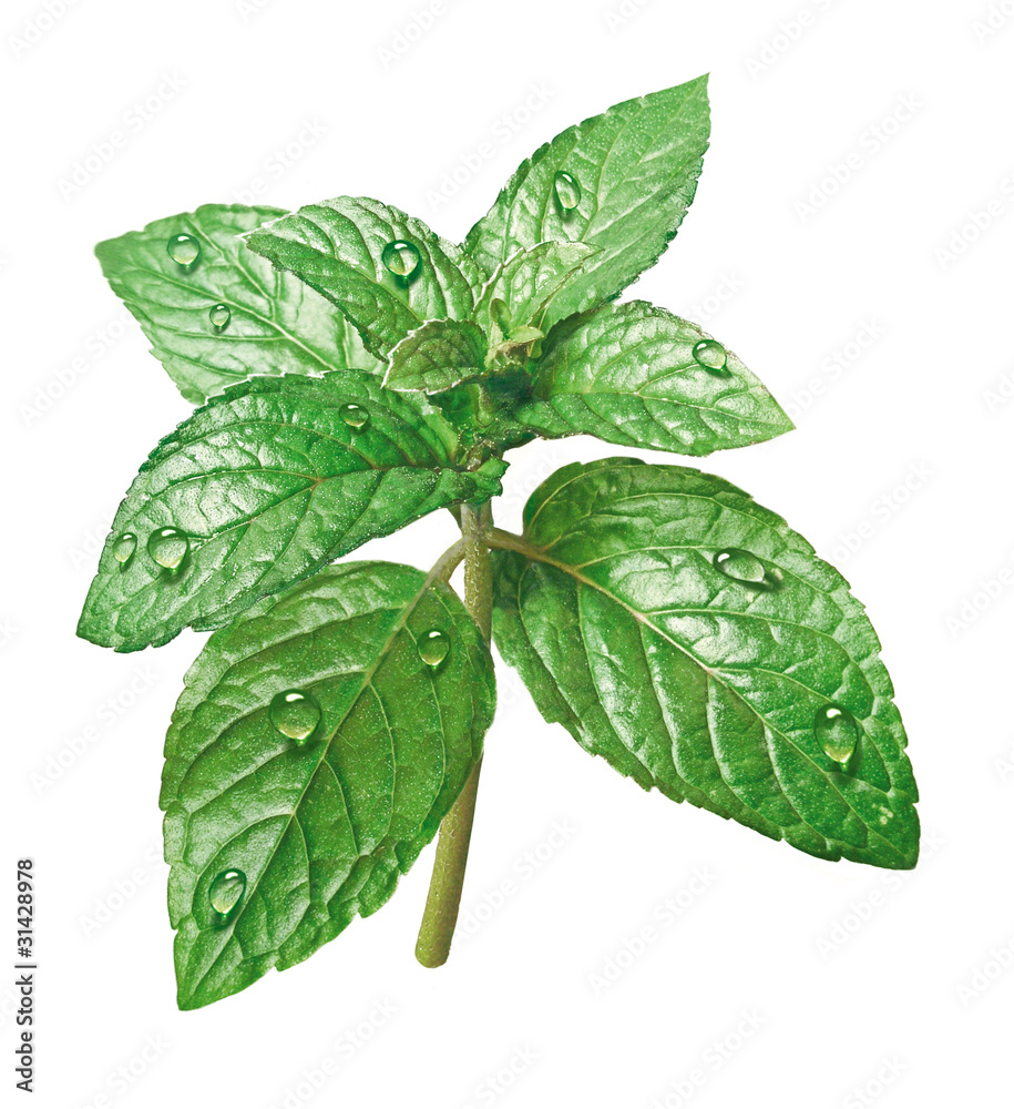 Minze Stock Illustration | Adobe Stock