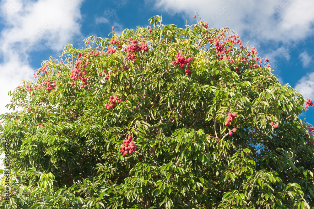 litchi, arbre fruitier tropical Photos | Adobe Stock