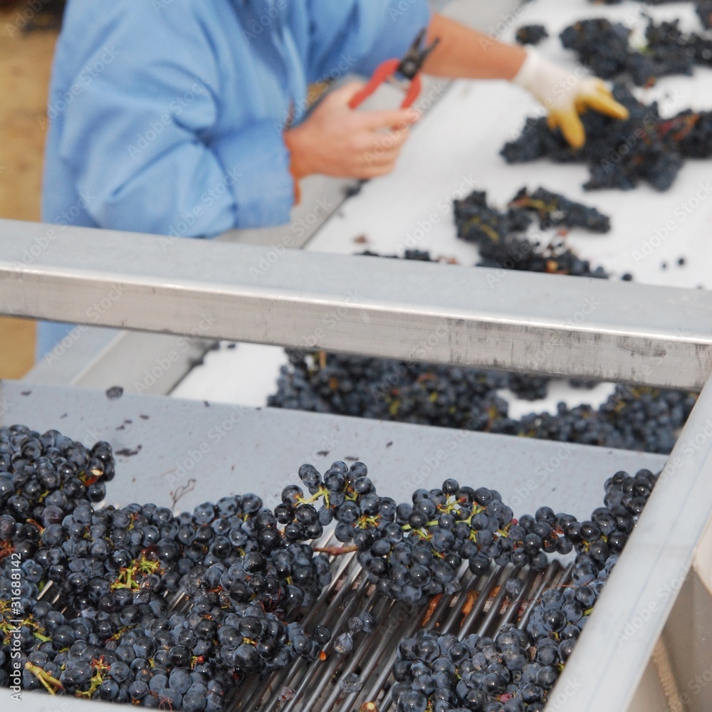 Vendanges, raisins, table de tri, tri manuel Photos | Adobe Stock