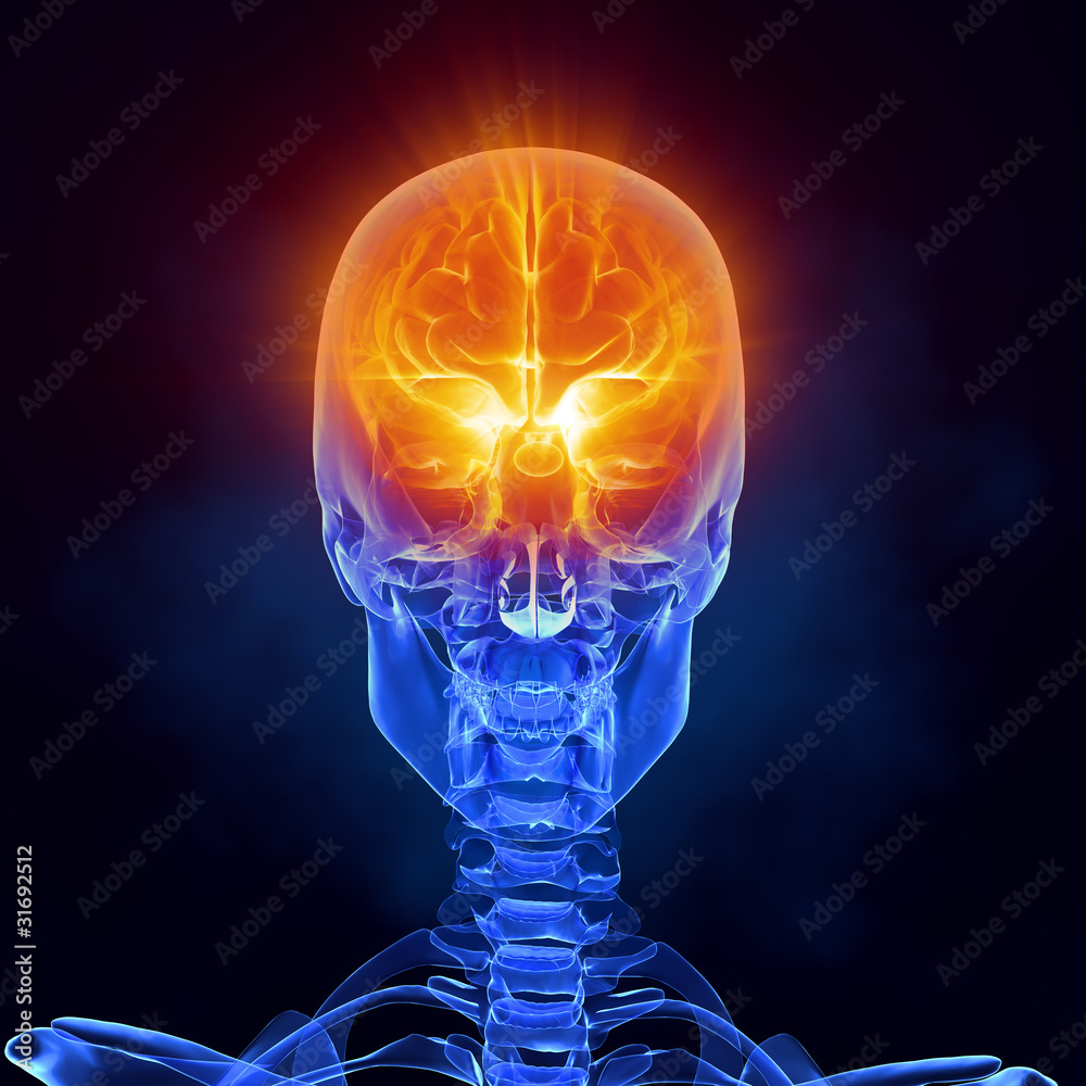 X-ray brain medical scan front view Stock Illustration | Adobe Stock
