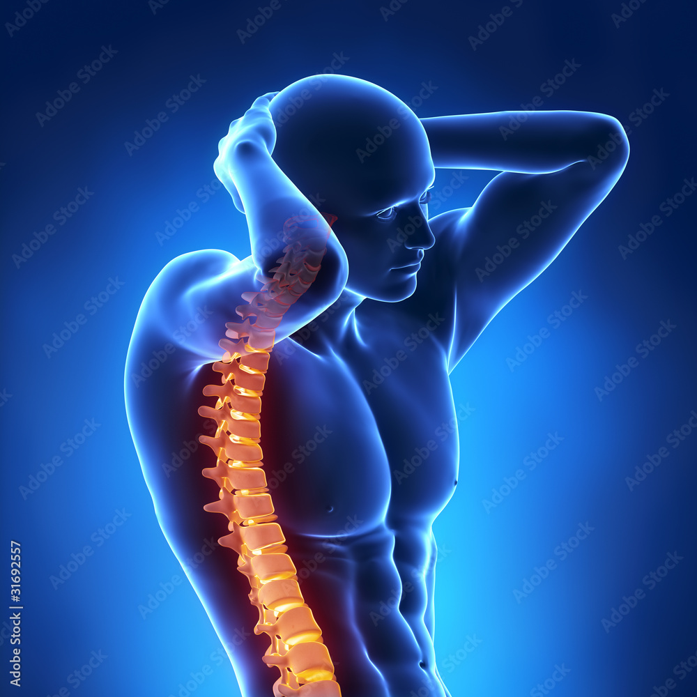 Human x-ray spine front view Stock Illustration | Adobe Stock
