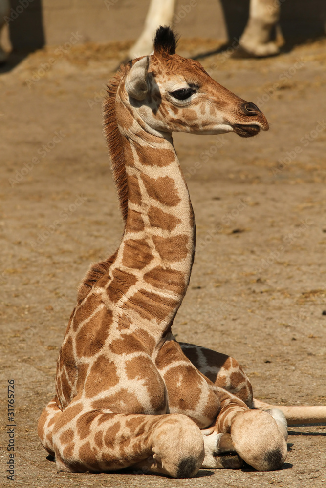 Baby giraffe sitting on the ground Stock Photo | Adobe Stock