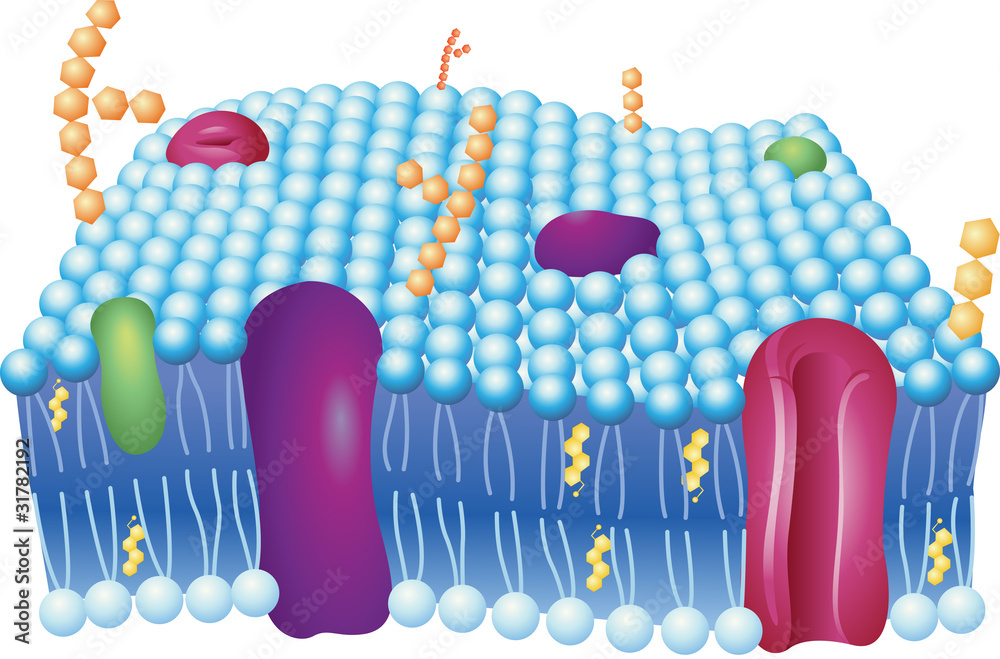 cell membrane Stock Vector | Adobe Stock