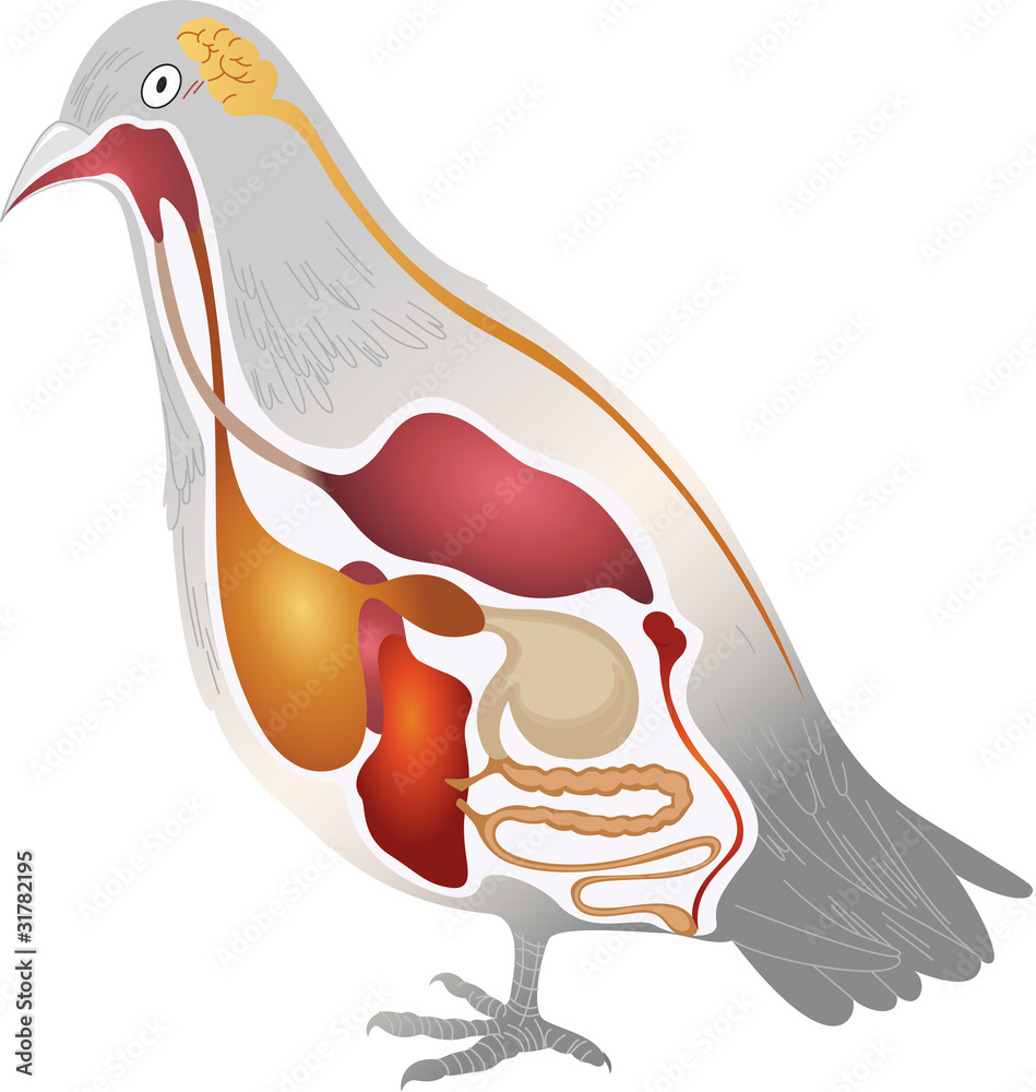 bird anatomy cross section Stock Vector | Adobe Stock