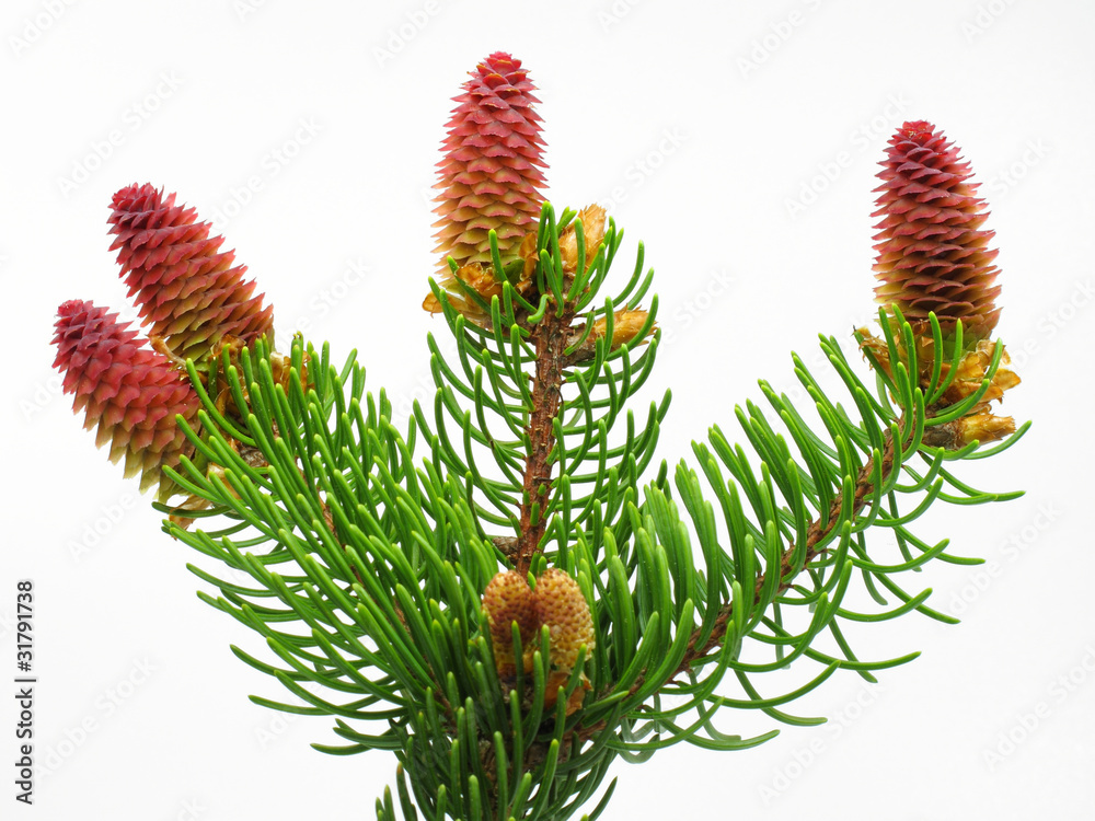 Fichtenblüte Stock-Foto | Adobe Stock