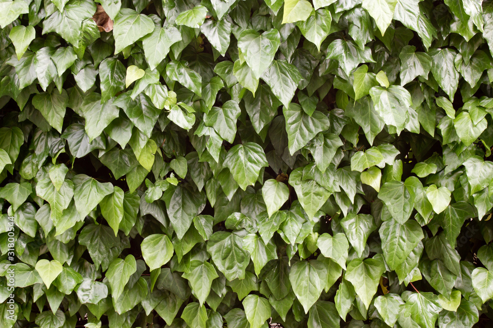 Edera Stock Photo | Adobe Stock