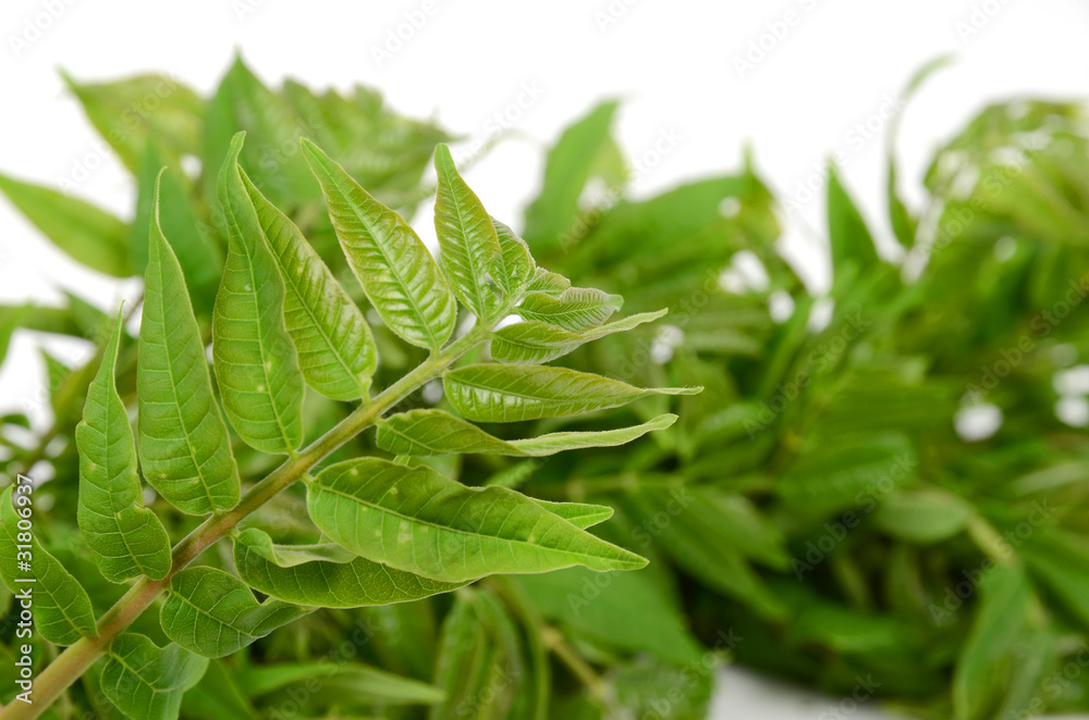 toona sinensis Stock Photo | Adobe Stock