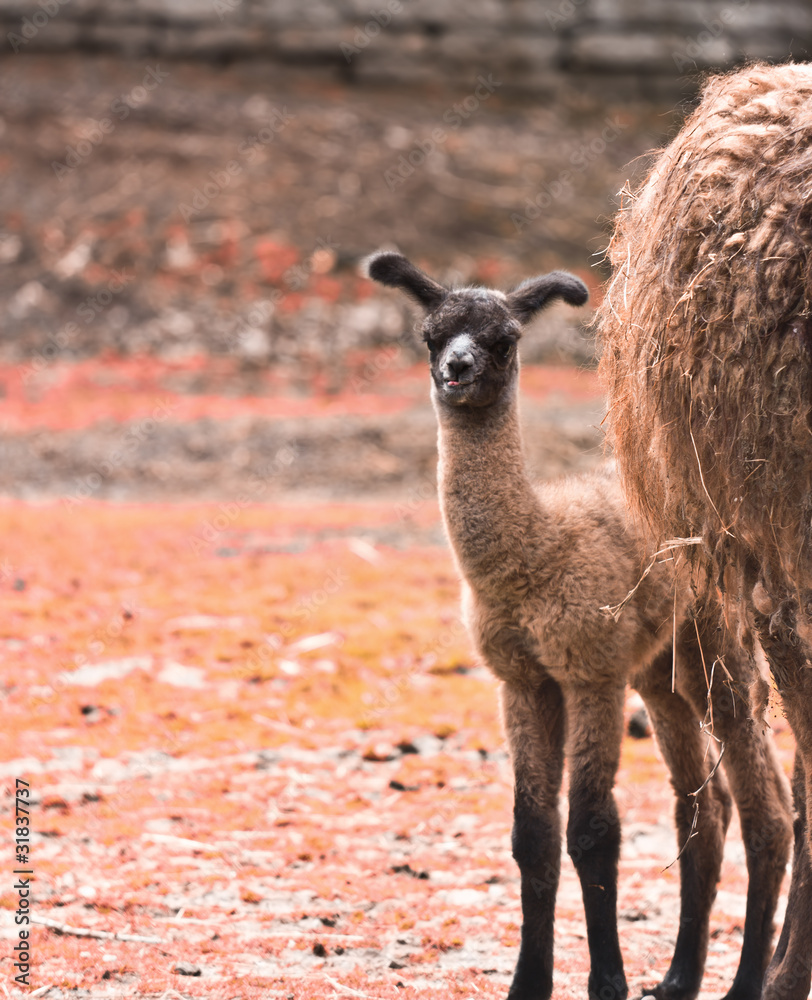 Baby Lama Stock Photo | Adobe Stock