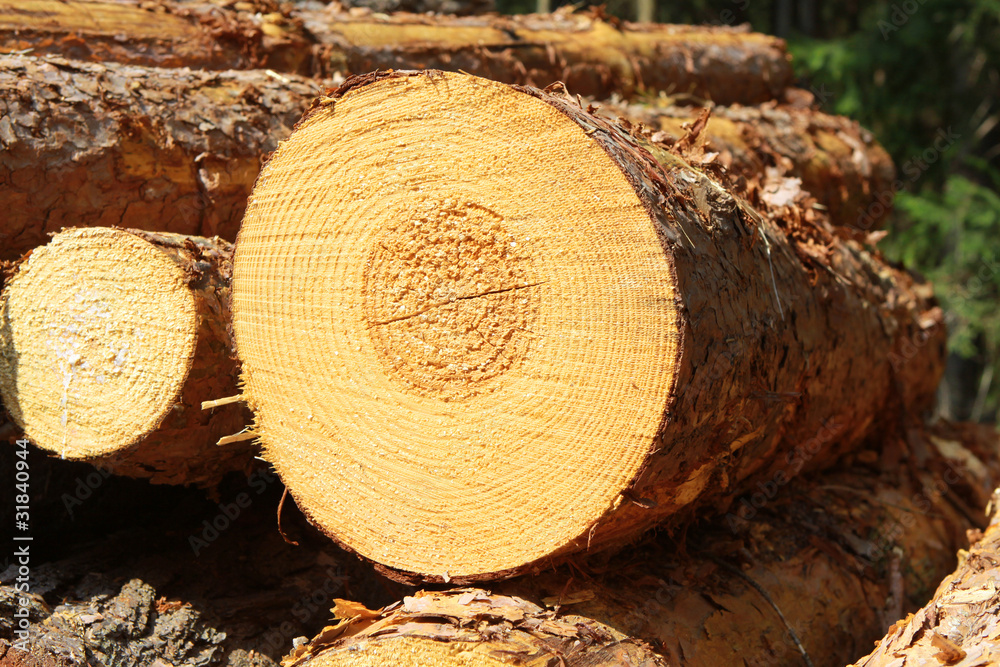 Holzstamm Querschnitt Stock-Foto | Adobe Stock