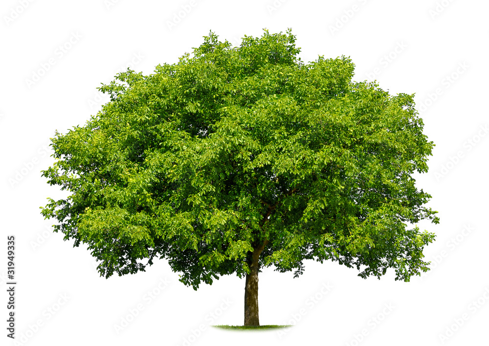 Laubbaum auf weißem Hintergrund Stock-Foto | Adobe Stock