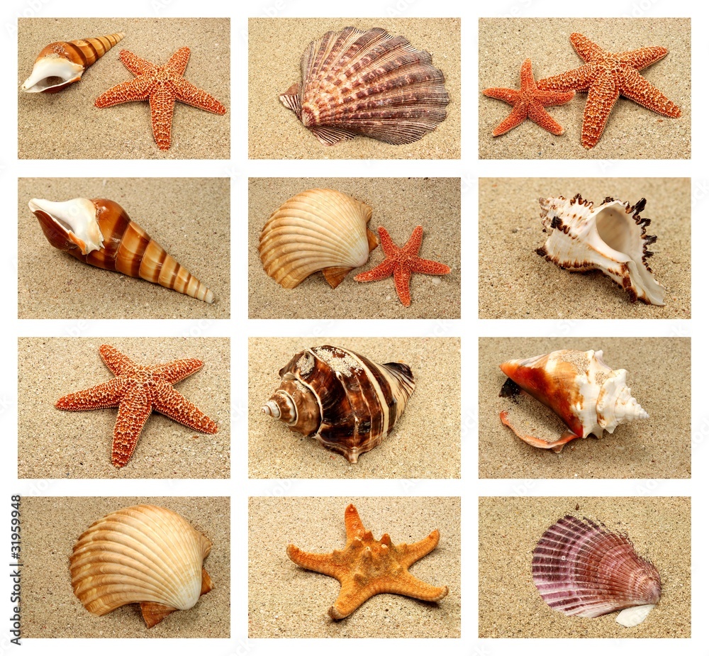 Muschel und Seestern Set auf Sand Stock Photo | Adobe Stock