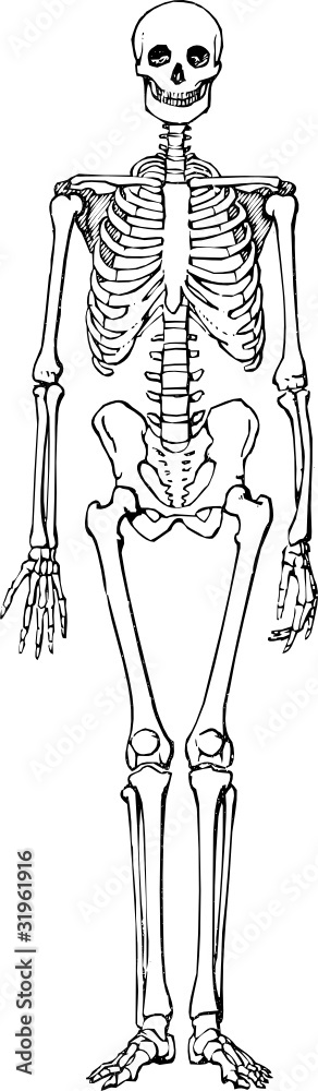 Skelett Stock Vector | Adobe Stock