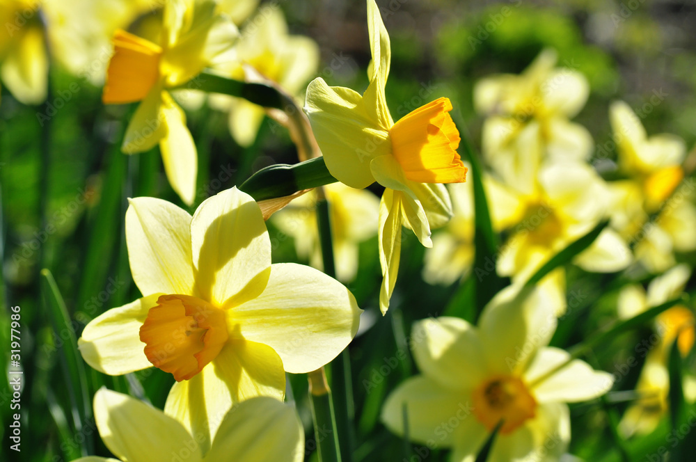 Narzissen Stock-Foto | Adobe Stock