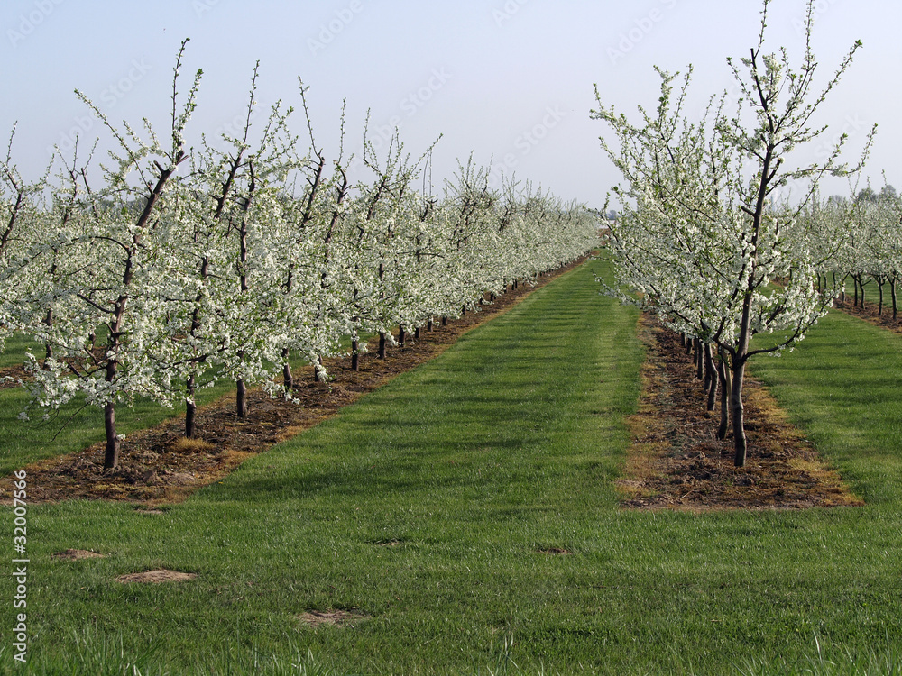 Blühende Obstplantage Stock-Foto | Adobe Stock