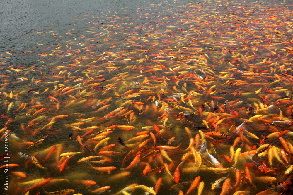 Goldfischteich Stock Photo | Adobe Stock