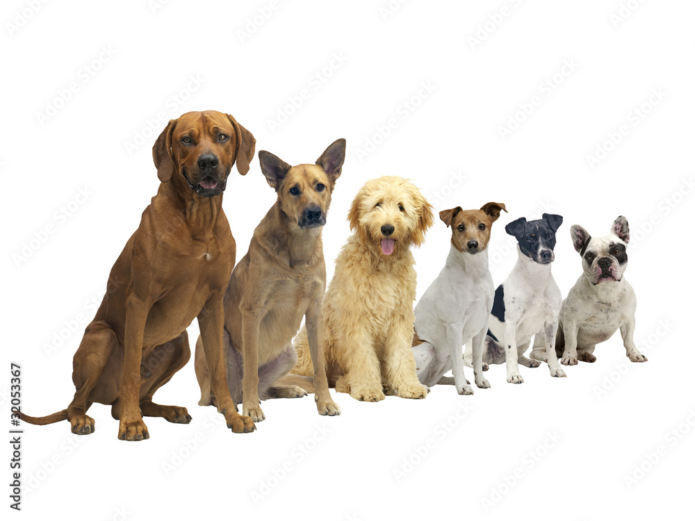 waiting dogs Stock Photo | Adobe Stock