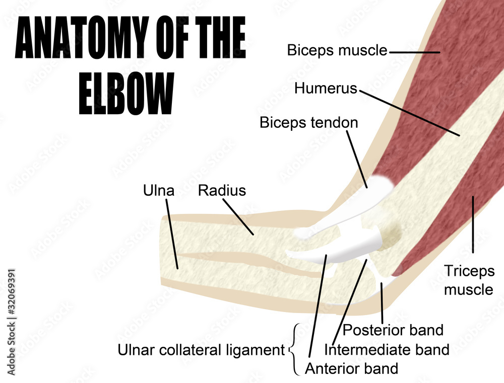 Anatomy of the elbow Stock Vector | Adobe Stock