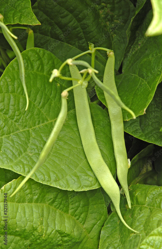 Haricot Soissons à gros , 'Grains Geves variété ancienne' Stock Photo ...