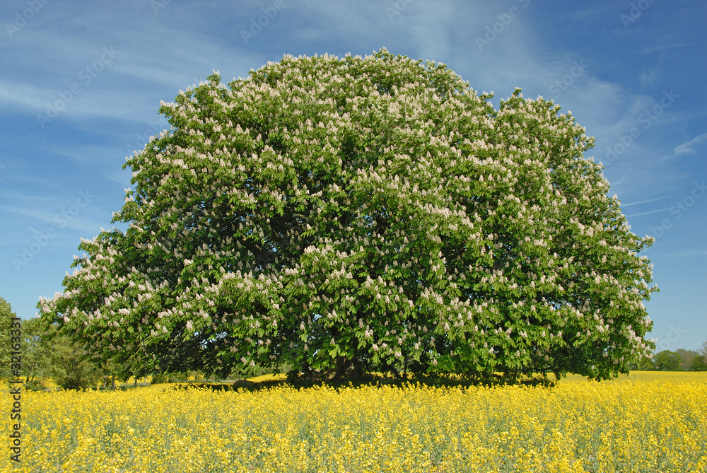 Blühender Kastanienbaum im Rapsfeld 073 Stock-Foto | Adobe Stock