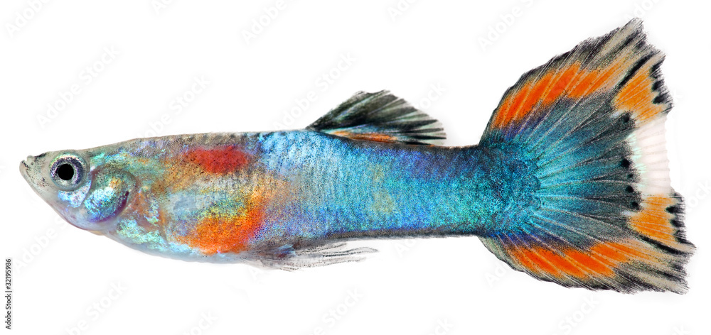 Blue red guppy fish. Poecilia reticulata Stock Photo | Adobe Stock