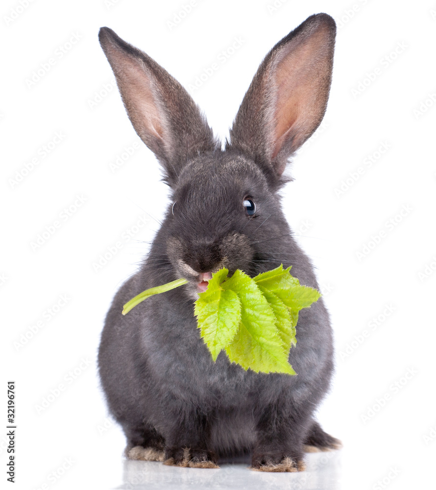 rabbit Stock Photo | Adobe Stock