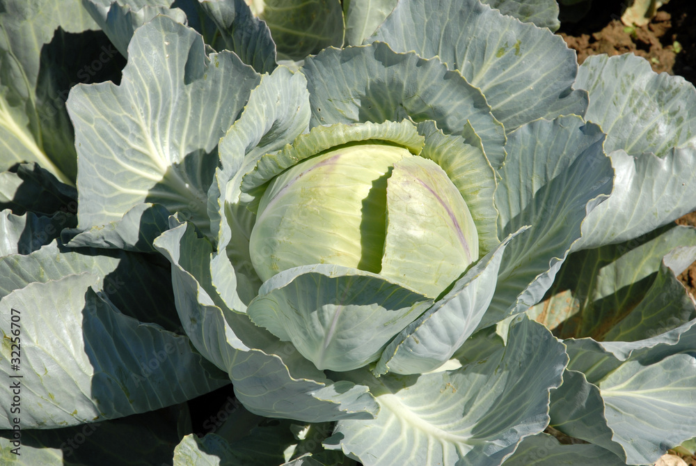 Chou cabus rond, Brassica oleracea 'Caïd' Stock Photo | Adobe Stock