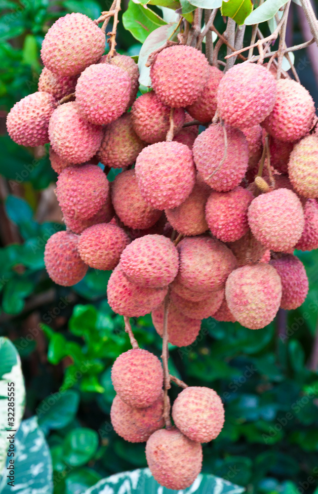 letchis, litchis, letchis, letchee, letchees, litchee, litchees Stock ...