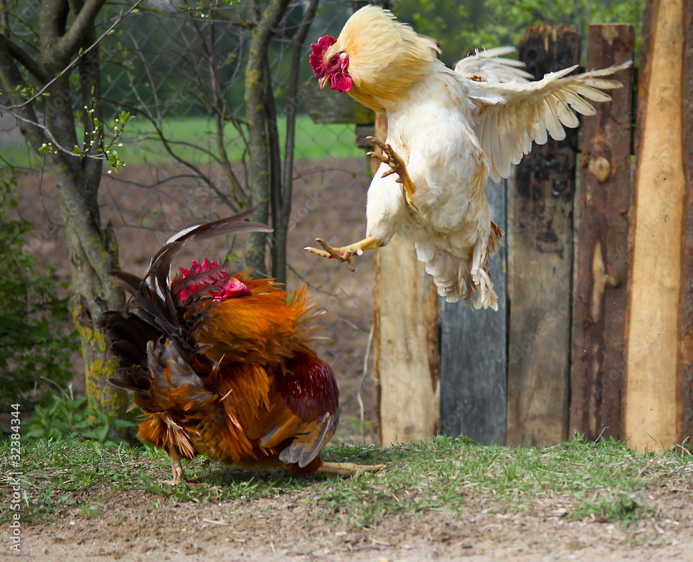 cockfight Stock Photo | Adobe Stock