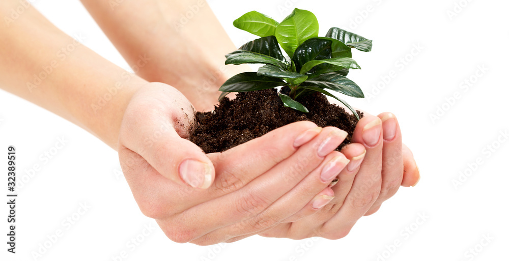 Growing sprout Stock Photo | Adobe Stock