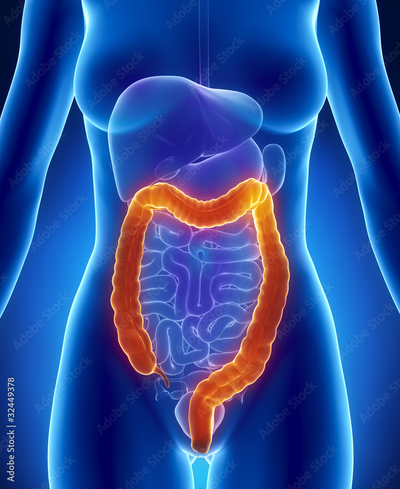 Female COLON anatomy anterior x-ray view Stock Illustration | Adobe Stock