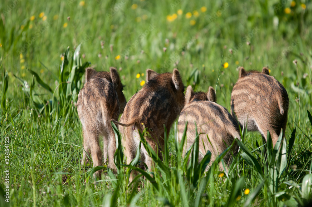 Wildsau Stock-Foto | Adobe Stock