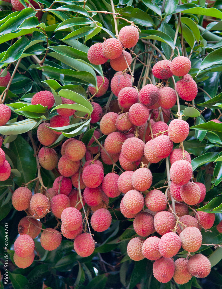 letchi, litchis, letchis, letchee, letchees, litchee, litchees Photos ...