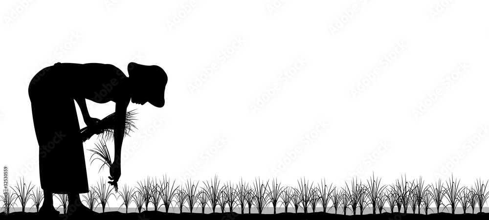 Transplanting rice Stock Vector | Adobe Stock