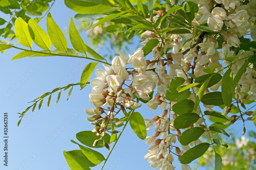 Akazienblüten Stock-Foto | Adobe Stock