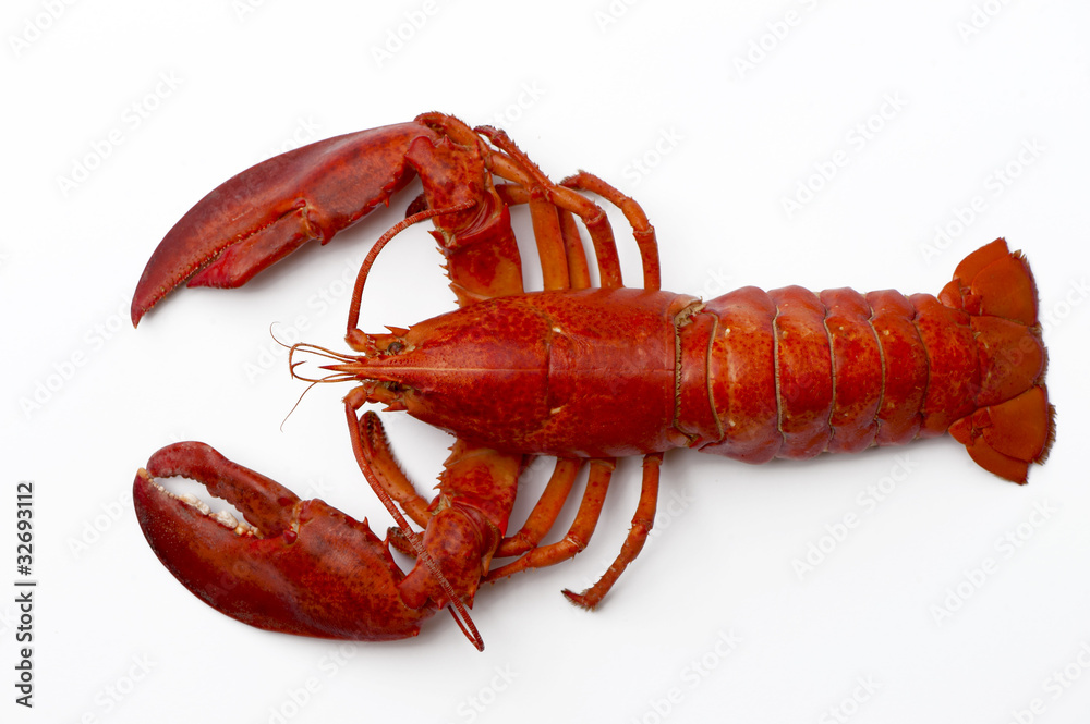 Amerikanischer Hummer gekocht Stock-Foto | Adobe Stock