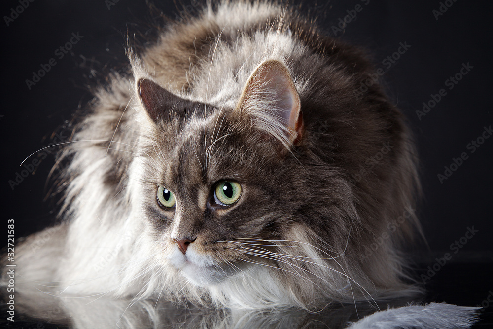 Maine Coon Katze wittern Nahaufnahme Stock Photo | Adobe Stock