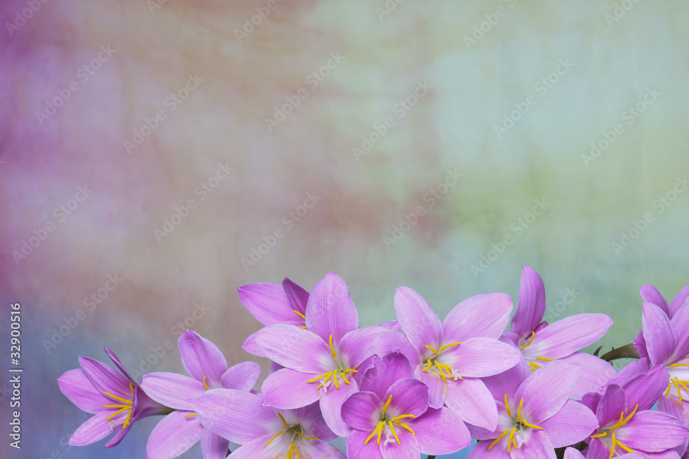 Marco de flores naturales foto de Stock | Adobe Stock
