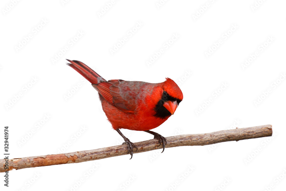 bright red male cardinal on a branch Stock Photo | Adobe Stock