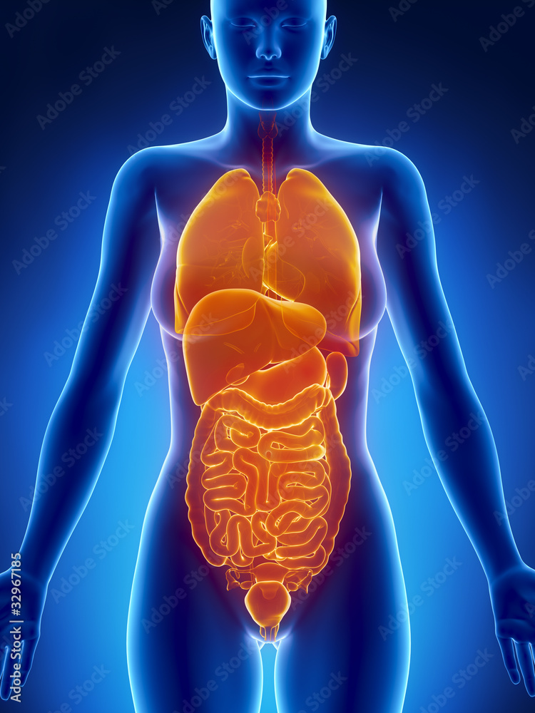 Anatomy of female organs x-ray view Stock Illustration | Adobe Stock
