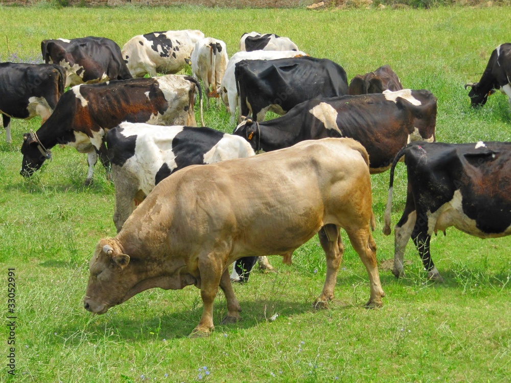 Toro y sus vacas, bull with his cows. Stock Photo | Adobe Stock