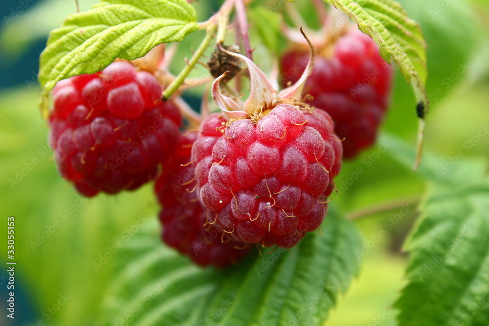 Framboise Stock Photo | Adobe Stock